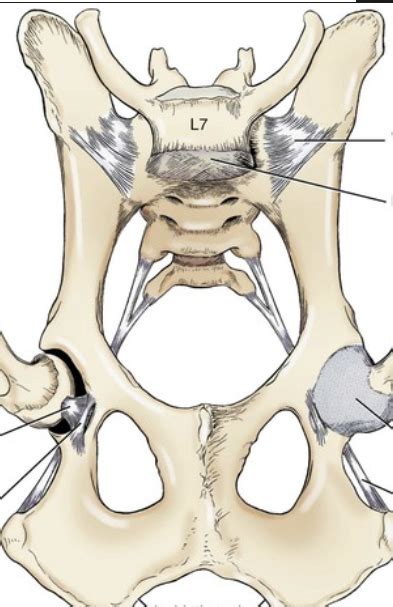 Joints Of The Pelvic Limb Diagram Quizlet