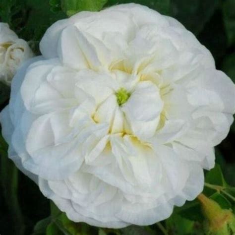 Rosa Botzaris cserepes rózsa PR52 598