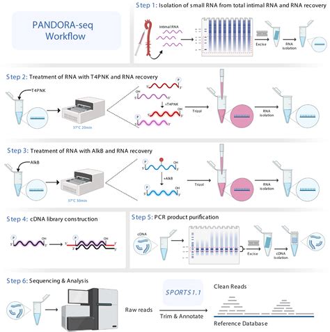 上海云序生物科技有限公司 small rna组测序（pandora seq）