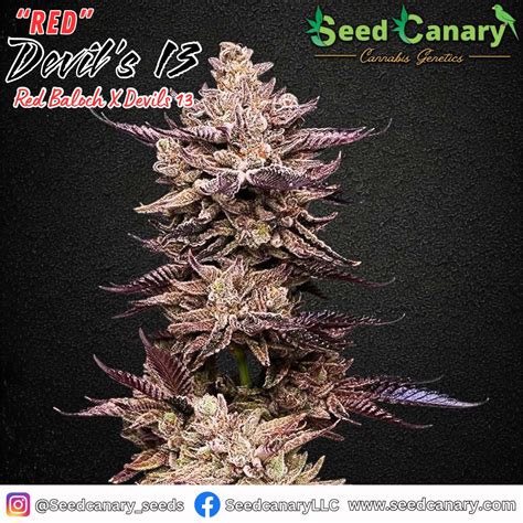 Red Devils 13 Regular Seeds
