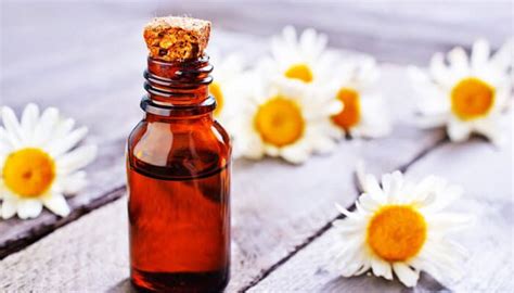 12 جادوی خواص روغن بابونه برای پوست، مو و سلامتی سفیر زیبایی