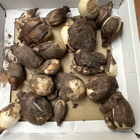 ゆりの球根 メルカリ