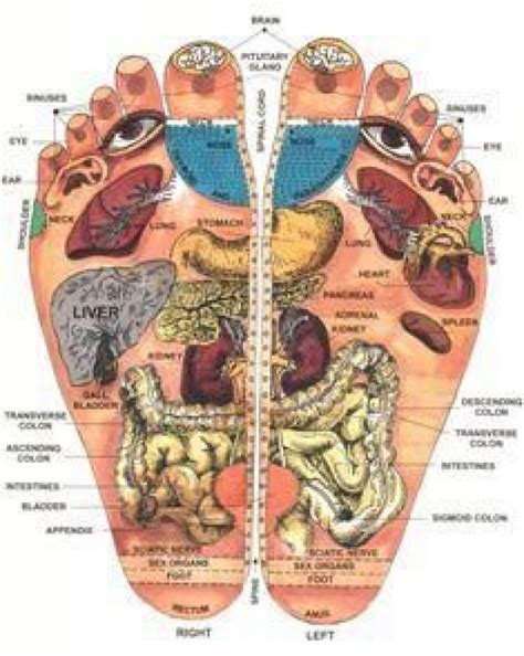 Foot Reflexology Chart To Map Sole Zones And Organs Artofit