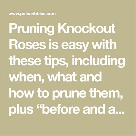 Pruning Knockout Roses When What And How Pruning Knockout Roses