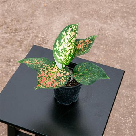 Aglaonema Ruby Ray Gabriella Plants
