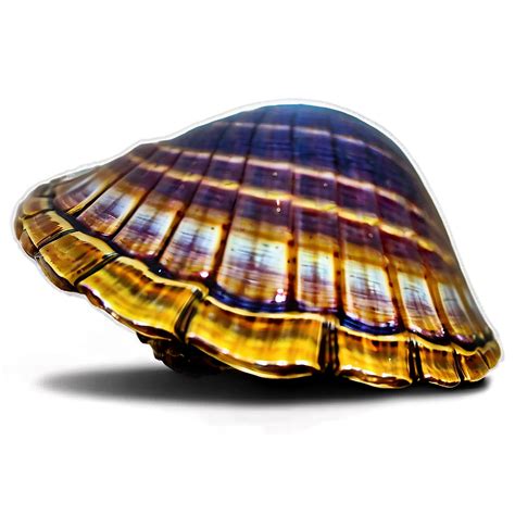 Download Glowing Shell Night Png 05212024