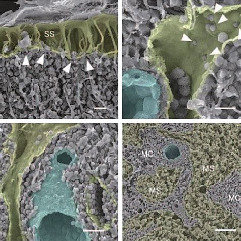 Pdf Structure And Function Of Rat Lymph Nodes