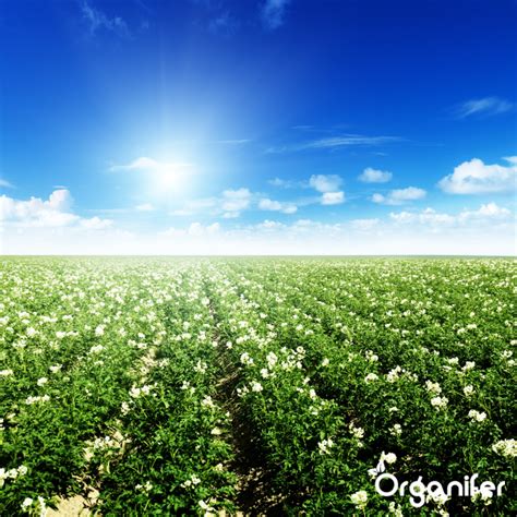 Vinasse Nk Fertiliser 45 8 Liquid 800 L Ibc