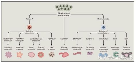类器官的概念及主要研究进展 知乎