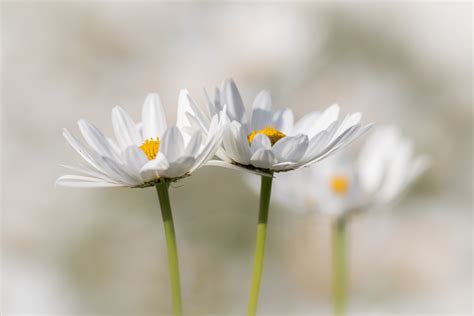 Wilde Margeriten Forum Für Naturfotografen