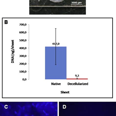 A Gross Appearance Of Decellularized Corneal Sheets Before Their