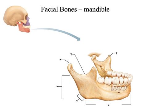 Facial Bones Mandible Diagram Quizlet