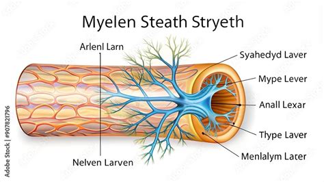 Myelin Sheath Layer For Axon Nerve With Detailed Structure Outline