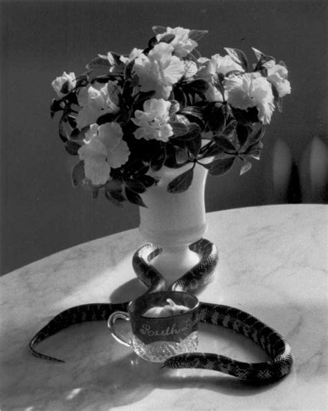Andre Kertesz - Still Life with Flowers and Snake, New York, 1960 ...