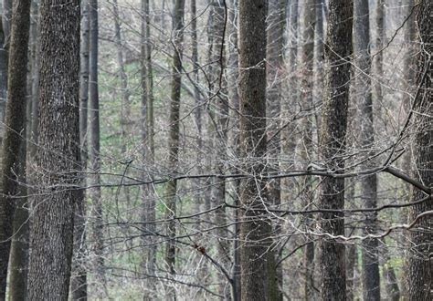 Leafless Forest In Early Spring Stock Image Image Of Bole Empty