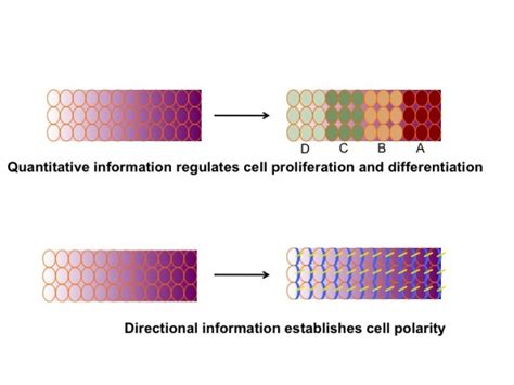 Two Fundamental Roles Of Morphogen Gradients In Development It Is Well Download Scientific