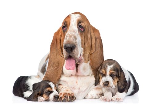 Basset Hound Temperament Lifespan Shedding Puppy