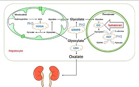 Figure 1 From Lumasiran For Primary Hyperoxaluria Type 1 What We Have Learned Semantic Scholar