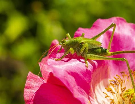 Green Grasshopper Common Grasshopper Tettigonia Viridissima On A
