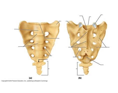 Sacrum Diagram Quizlet