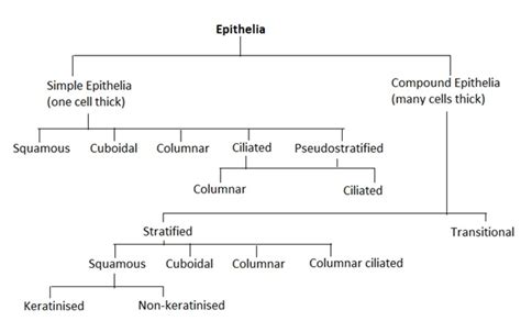 Epithelial Tissue Flow Chart