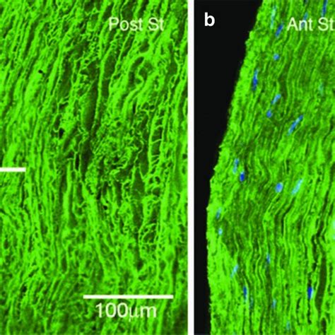 Epithelium Off Cross Linking Immunouorescence Microscopy Using Download Scientific Diagram