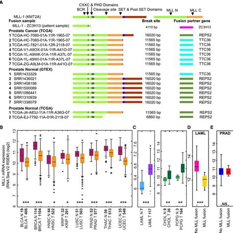 Search For Mll1‐fusion And Its Clinical Relevance In Solid Tumors A