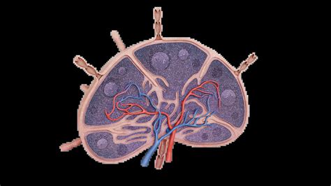 3d Microanatomy Model Of Lymph Node