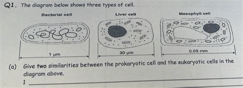 Solved Q1 The Diagram Below Shows Three Types Of Cell Bacterial Cell