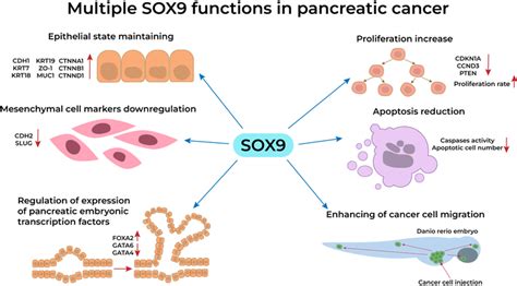 Sox9 Protein In Pancreatic Cancer Regulates Multiple Cellular Networks