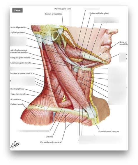 Diagram Of Muscles Of Neck Lateral View Quizlet