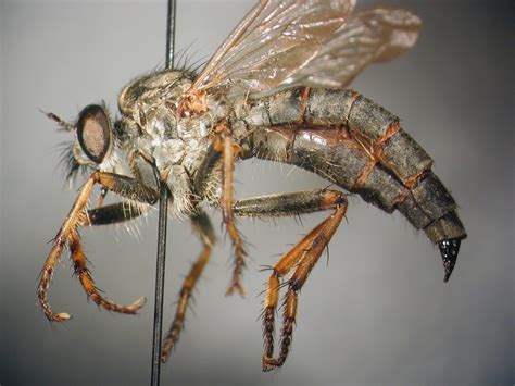 Photographic Atlas And Identification Key To The Robber Flies Of Germany