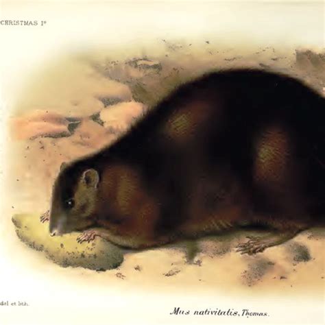 What Is Missing Bulldog Rat