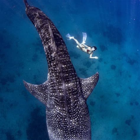 하나투어 보홀 보홀 고래상어나팔링스노클링정어리떼점심식사 보홀 랜드마크투어