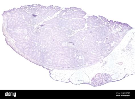 Male Testicle Hi Res Stock Photography And Images Alamy