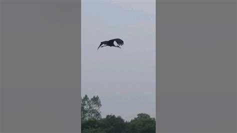 வெளிநாட்டு பறவைகள் Different Birds Birds Youtube