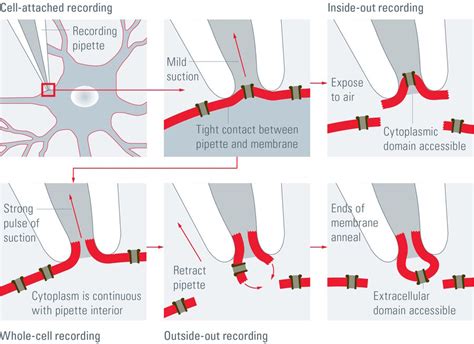What Is The Patch Clamp Technique Learn And Share Leica Microsystems