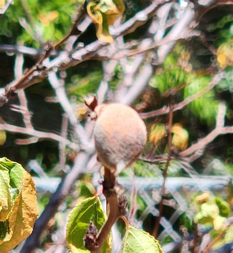 Apricot Tree Dieing Southern California Rgardening