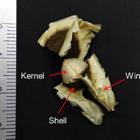 Anatomical Fractions Of Moringa Moringa Oleifera Seeds Source Download Scientific Diagram