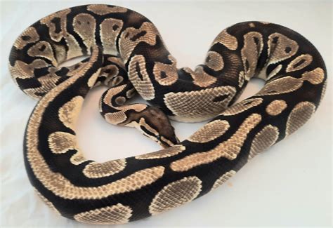 Orange Dream Specter Ball Python By Pinewood Royal Pythons Morphmarket