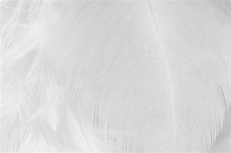 美しい白い灰色の色のトーンの羽のテクスチャの背景 ふわふわのストックフォトや画像を多数ご用意 ふわふわ やわらか カラー画像