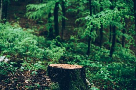 Tomo De árbol Cortado En El Bosque Trabajo Duro En El Bosque Foto