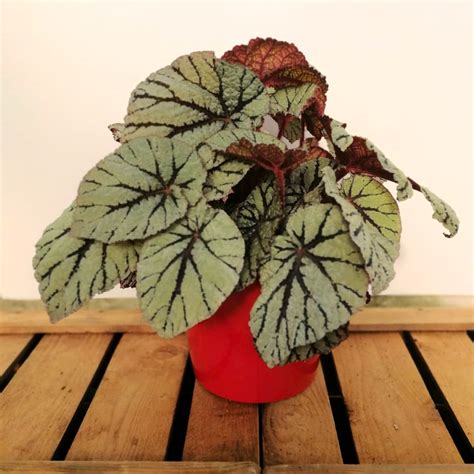 Begonia Rex Floricoltura Radaelli