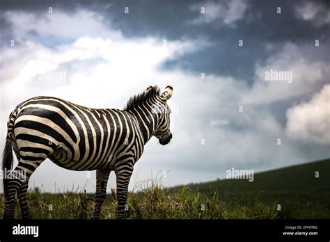Nahaufnahme Eines Wilden Zebras In Der Savanne Im Serengeti