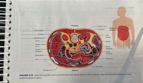 Solved FIGURE 2 13 Label The Specific Serous Membranes And Chegg