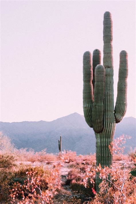 Aesthetic Cactus Wallpapers Top Free Aesthetic Cactus Backgrounds Wallpaperaccess