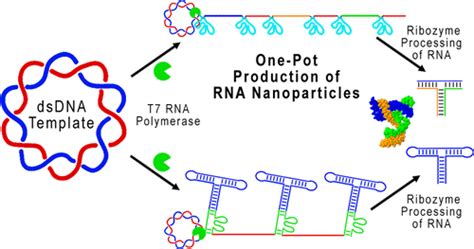 通过自动化处理和自组装单罐生产rna纳米颗粒。acs Nano X Mol