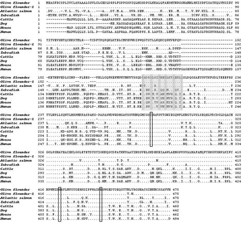 multiple alignment of the deduced amino acid sequence of the flounder
