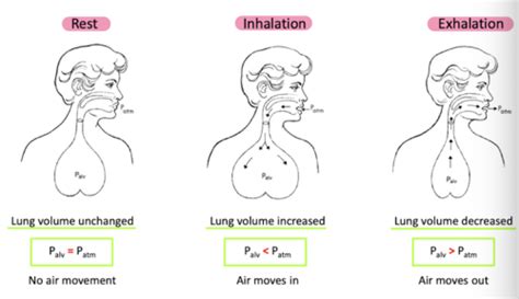 Exam 2 Respiratory Physiology Flashcards Quizlet
