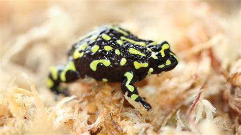 Endangered Northern Corroboree Frog Gets Increased Sex Appeal With Ivf